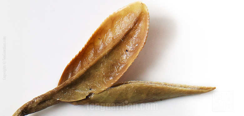 What Really is a White Tea? | Tea Guardian