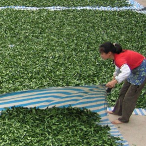 Post-fermented Tea (dark tea) | Tea Guardian