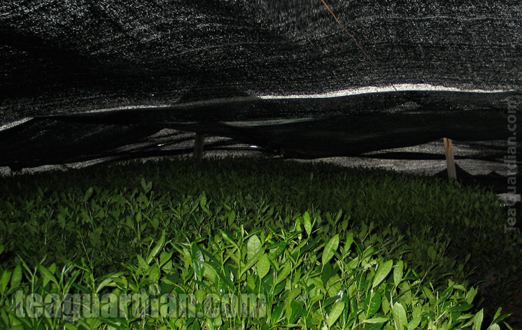 Green Tea Production: Steaming | Tea Guardian